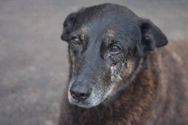 MP conclui que cão Orelha não morreu por agressão de adolescentes, e ...