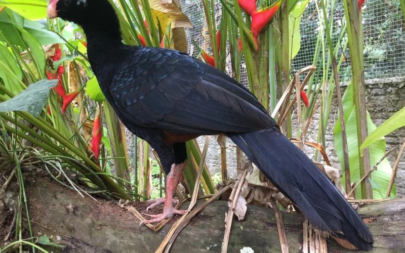 Mutum-de-alagoas: primeira espécie de animal extinta na natureza na ...